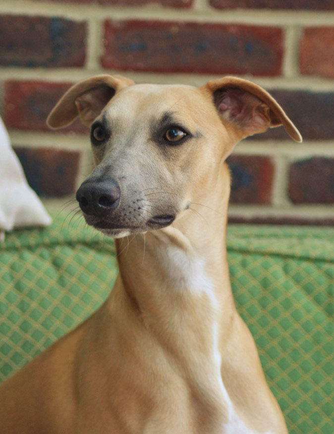 Some ideas on training the whippet in obedience skills - The Whippet Club
