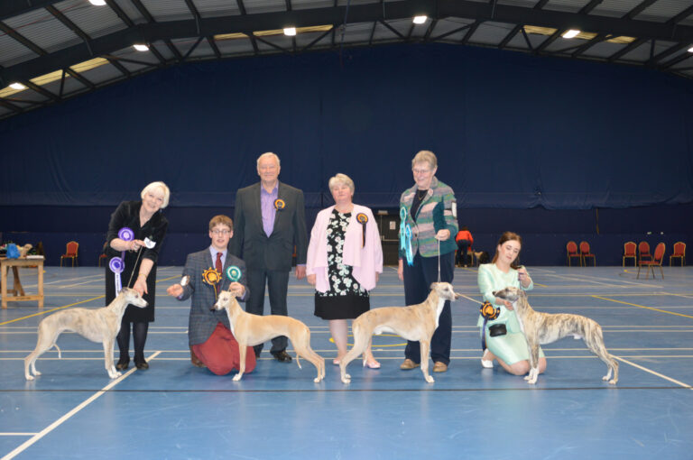 Whippet Club Championship Show April 20168 - The Whippet Club