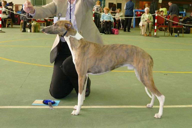 Showing Your Whippet: Getting Started - The Whippet Club