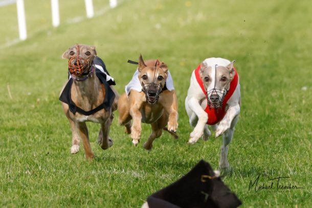 The Whippet Club - The oldest whippet breed club in the world
