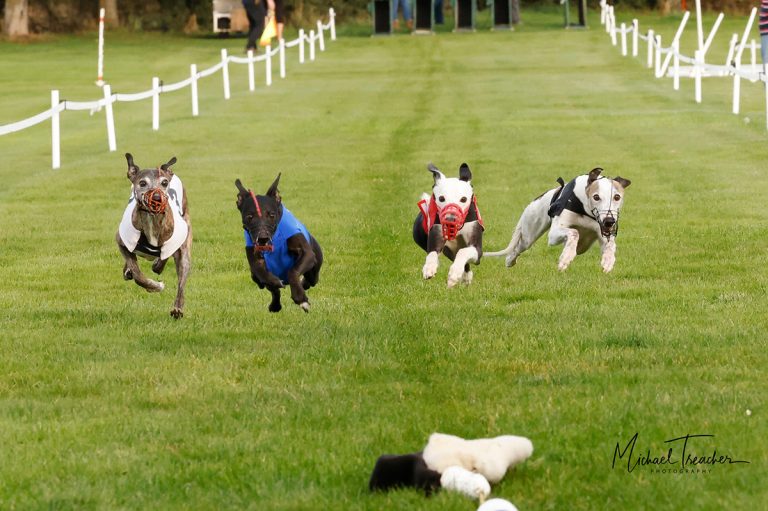 The Whippet Club - The oldest whippet breed club in the world