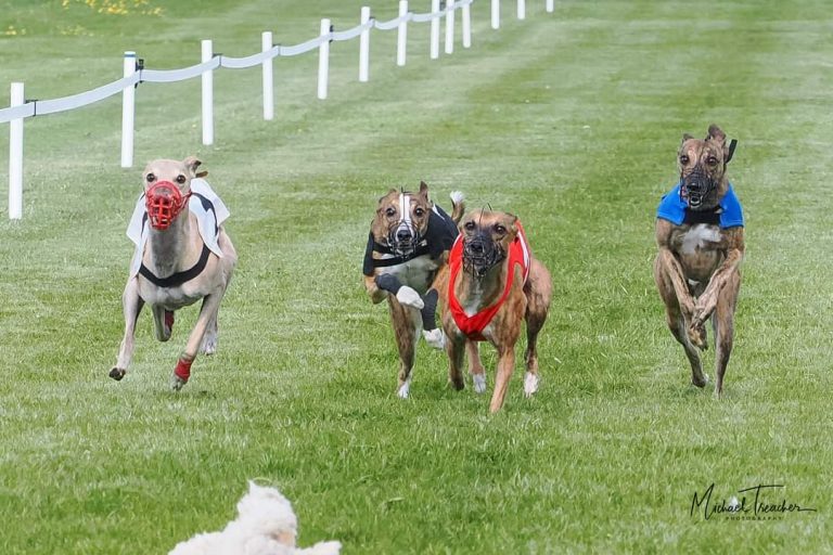 The Whippet Club - The oldest whippet breed club in the world