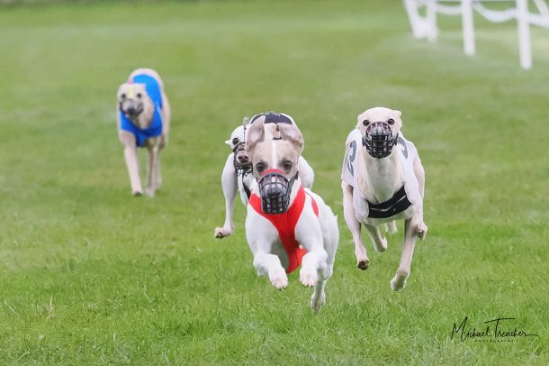 The Whippet Club - The oldest whippet breed club in the world