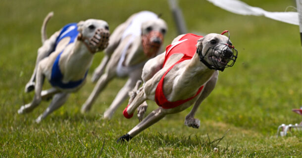 2nd WCRA Championships and Veteran Sprint 2026 - The Whippet Club